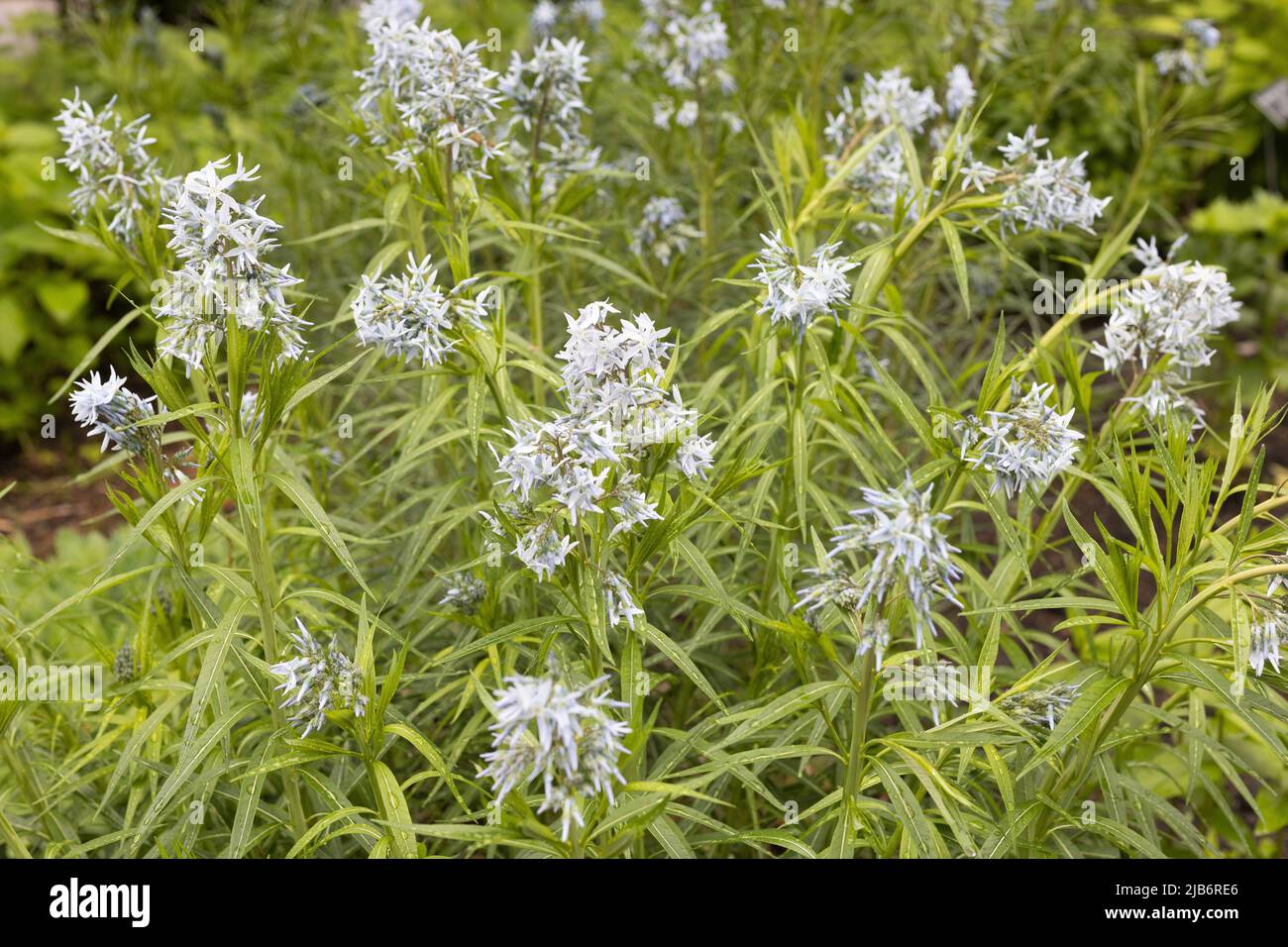 Amsonia hubrichtii flowers Stock Photo - Alamy
