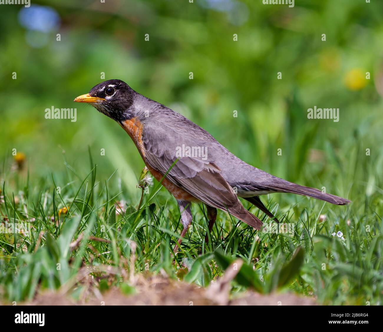 American Robin bird standing on ground and foraging for food with blur ...