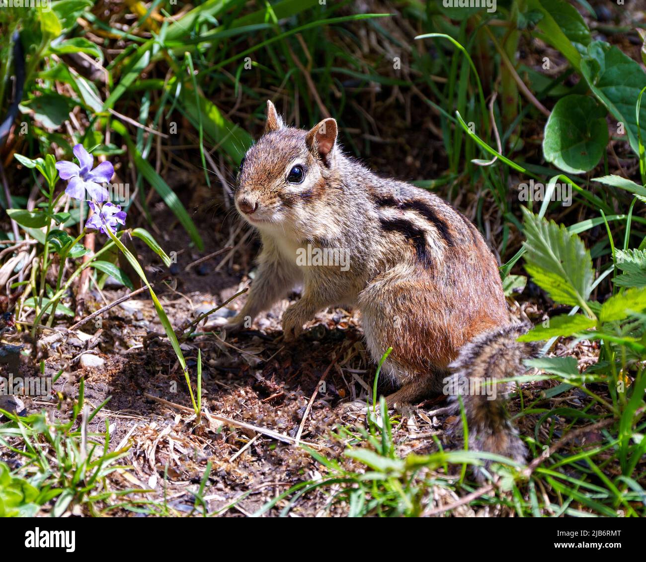 Chipmunk animal in the field displaying brown fur, body, head, eye ...