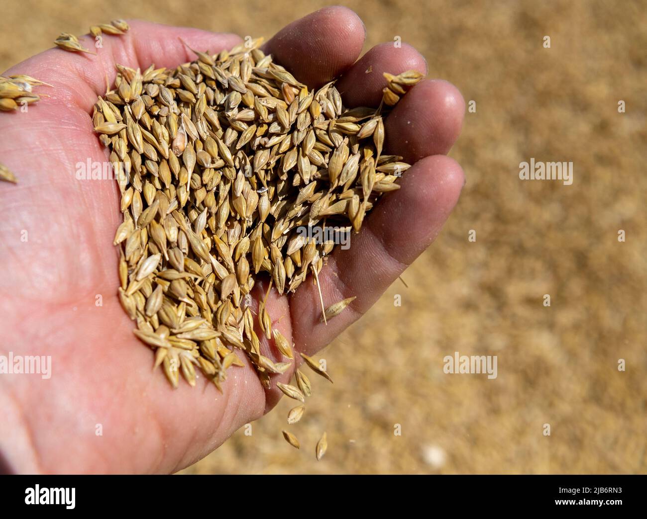 Hand holding freshly harvested grain Stock Photo - Alamy