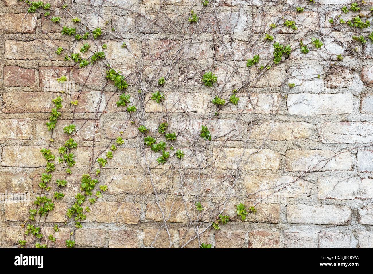 Parthenocissus tricuspidata 'lowii' Stock Photo - Alamy