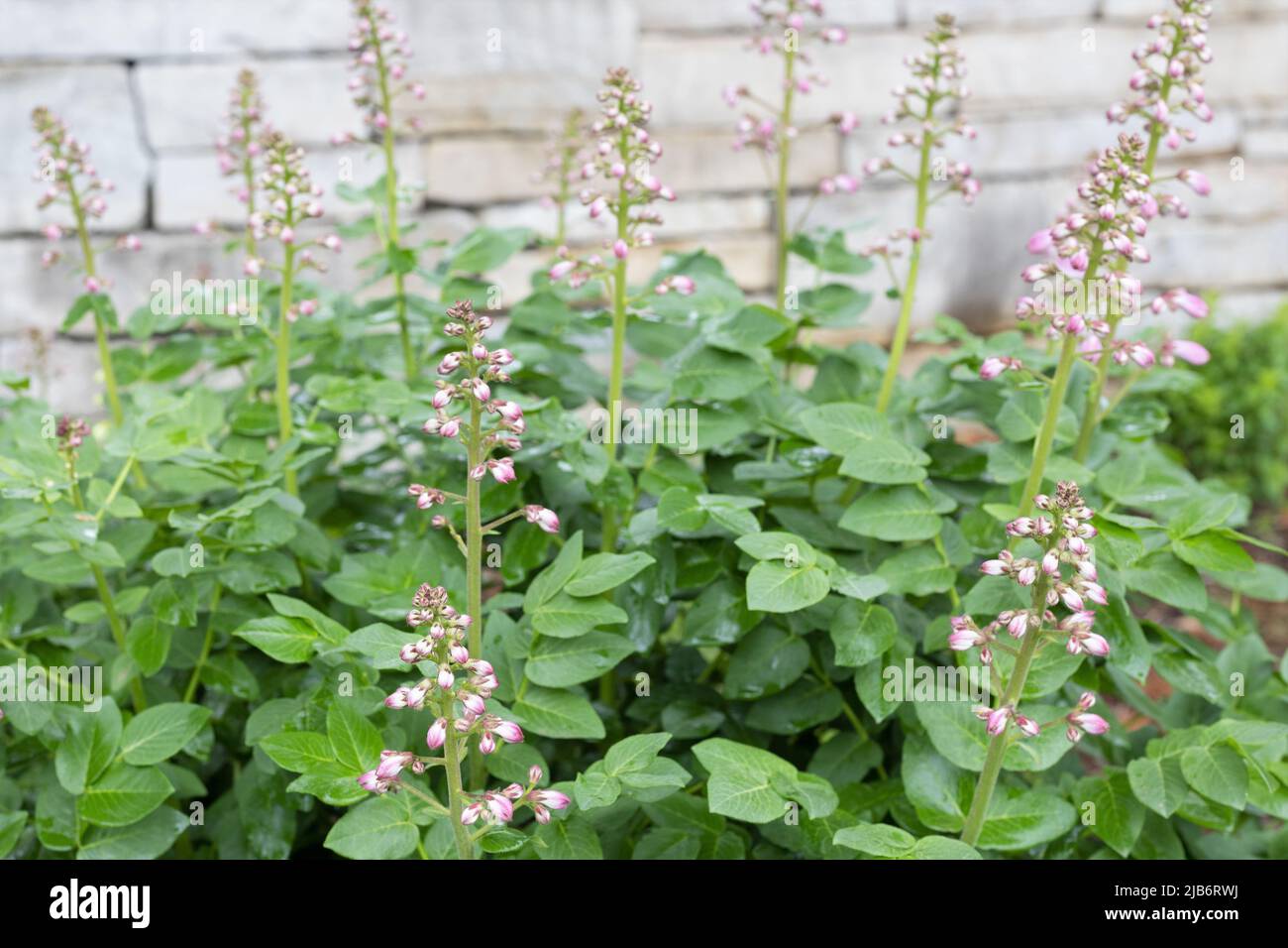 Dictamnus albus - gas plant Stock Photo - Alamy