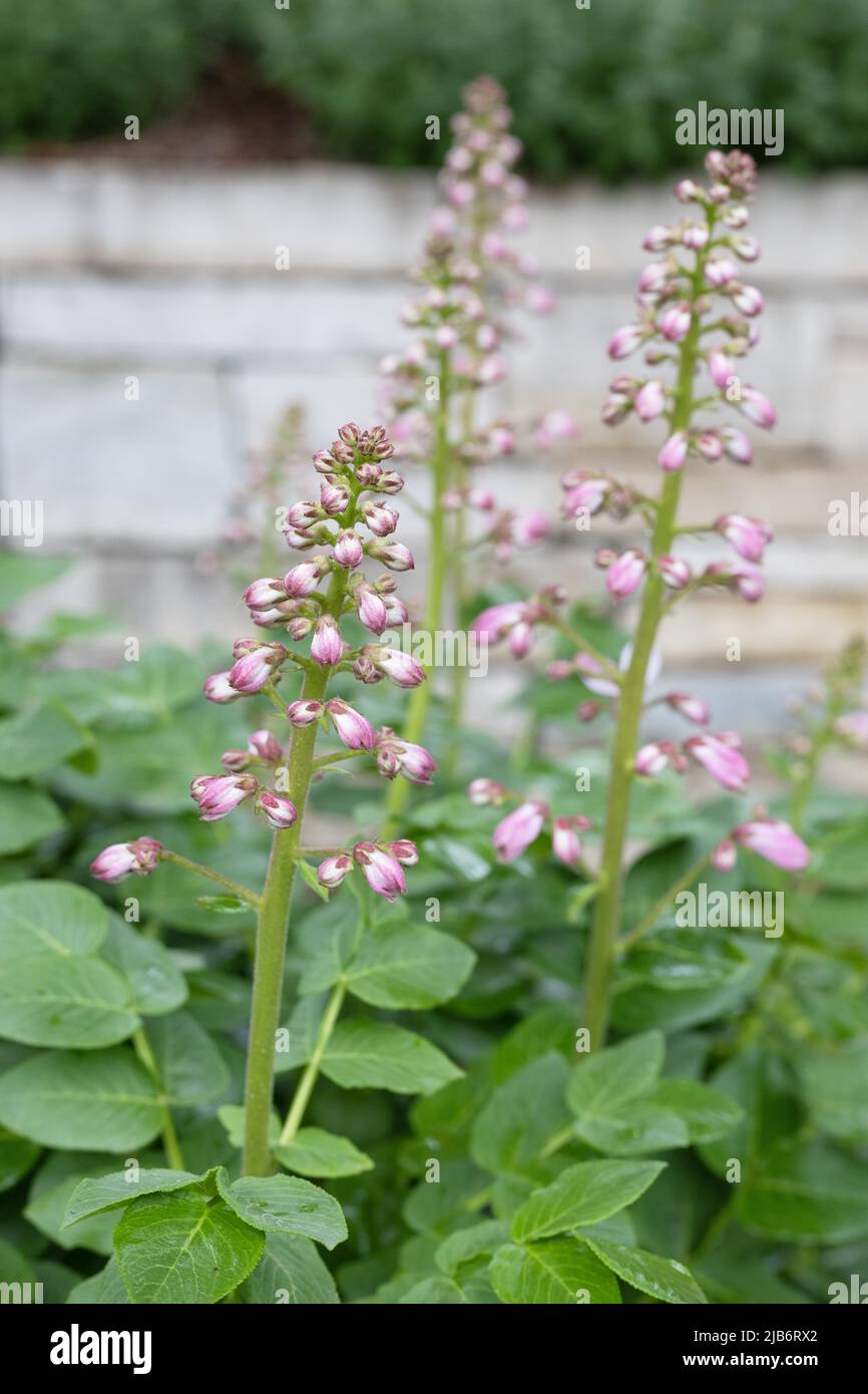 Dictamnus albus - gas plant Stock Photo - Alamy