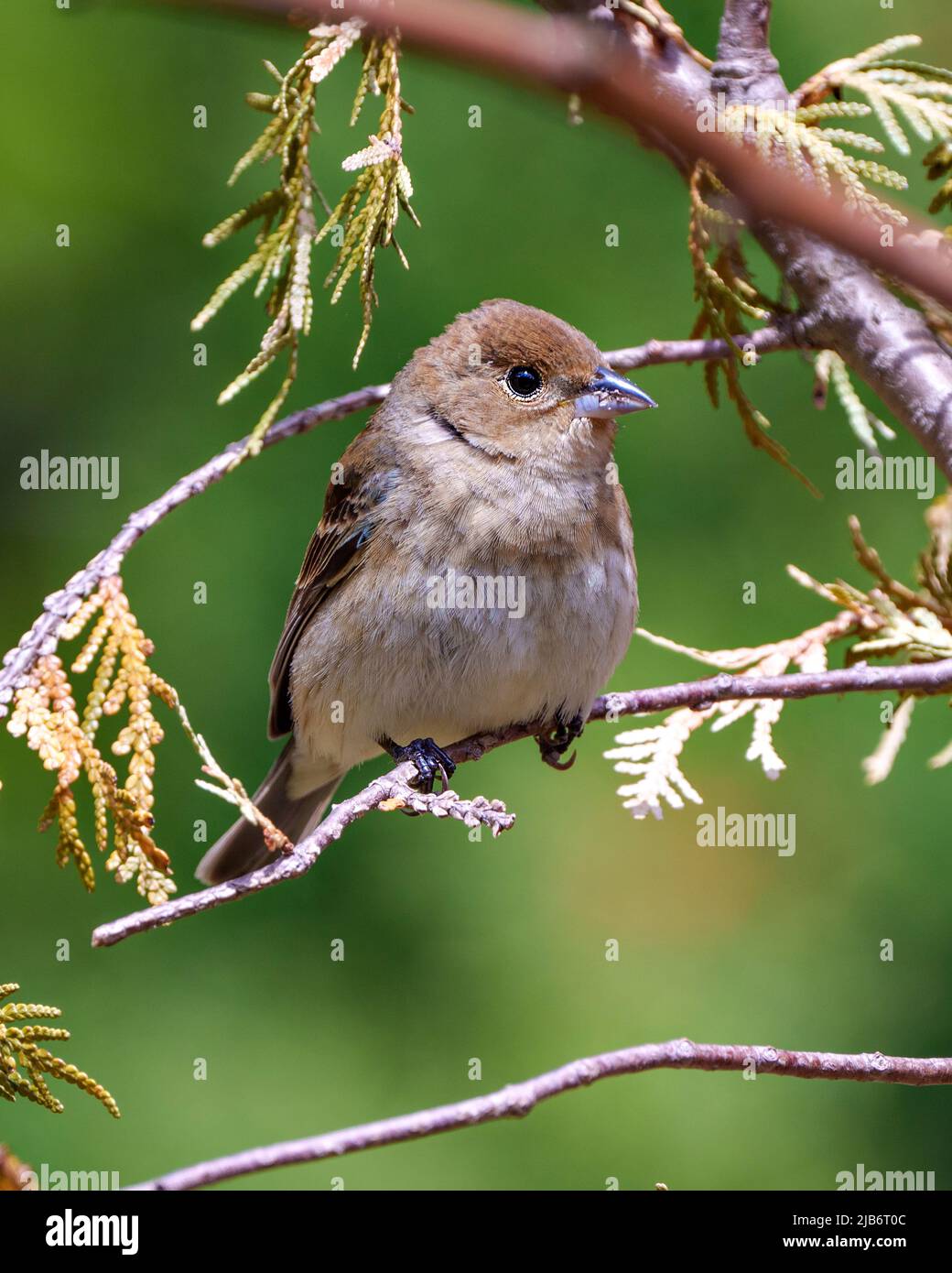 Sparrow close-up perched on a branch with a blur green background in ...