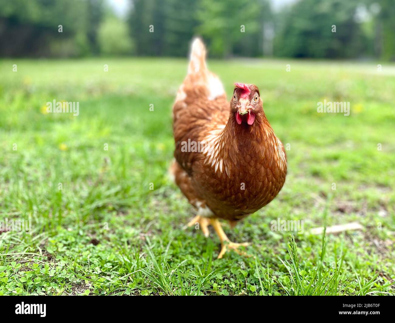 Rooster hen walking in garden hi-res stock photography and images - Alamy