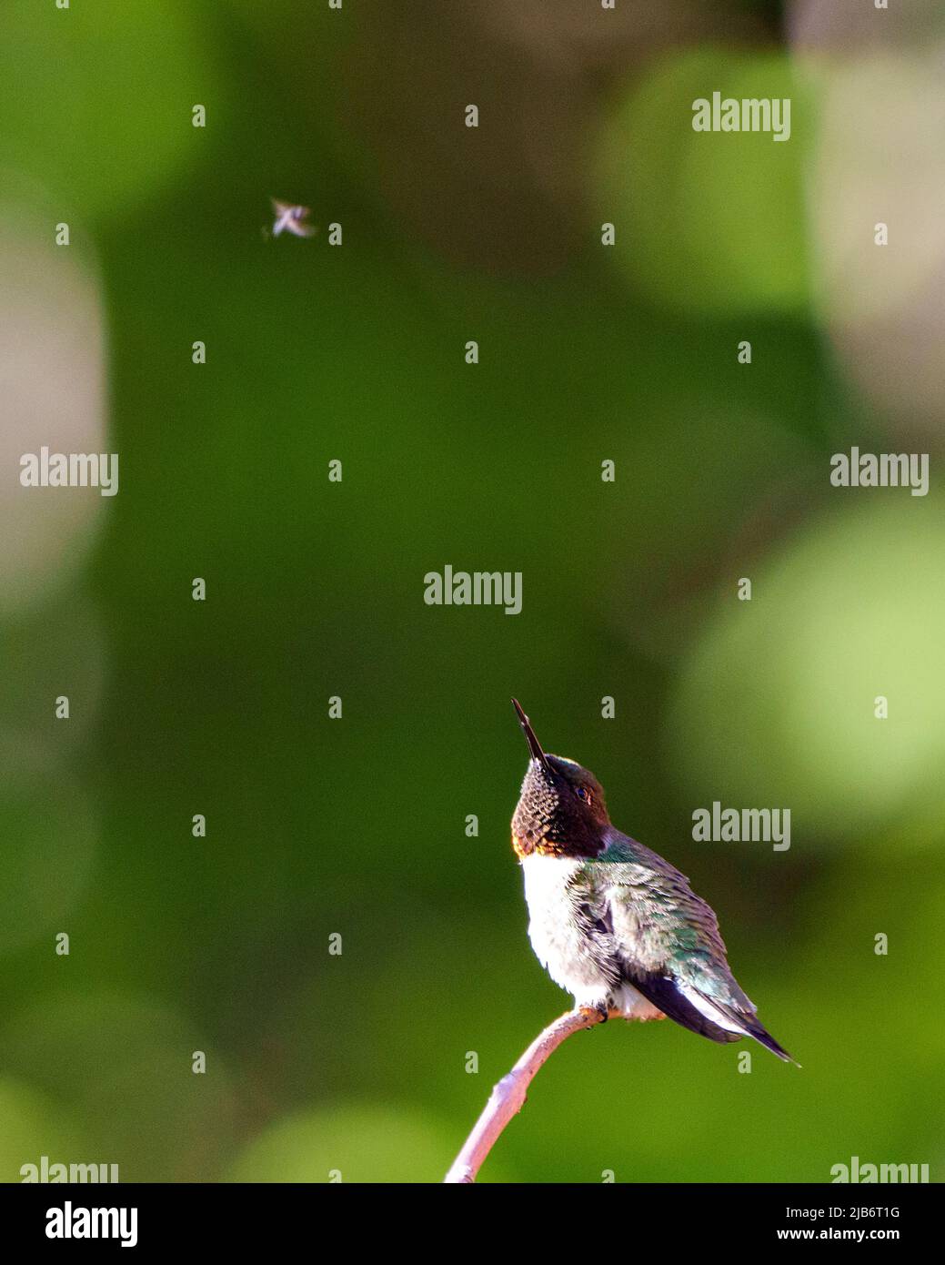 Hummingbird perched on a branch and looking at a insect towards the sky ...