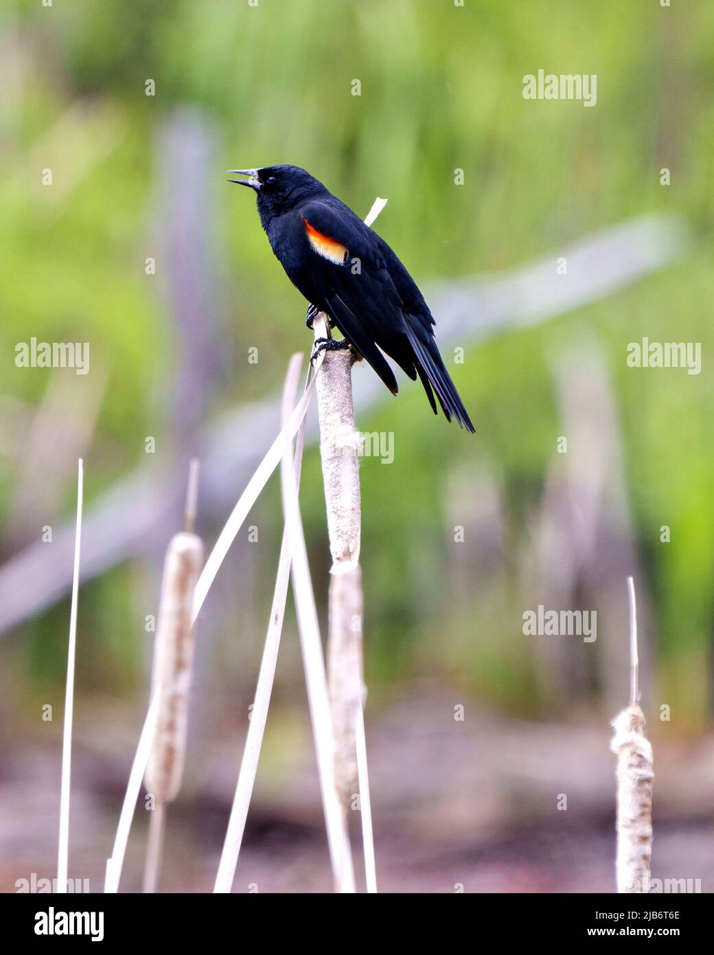 Red-Winged Blackbird close-up side view, perched on a cattail plant ...