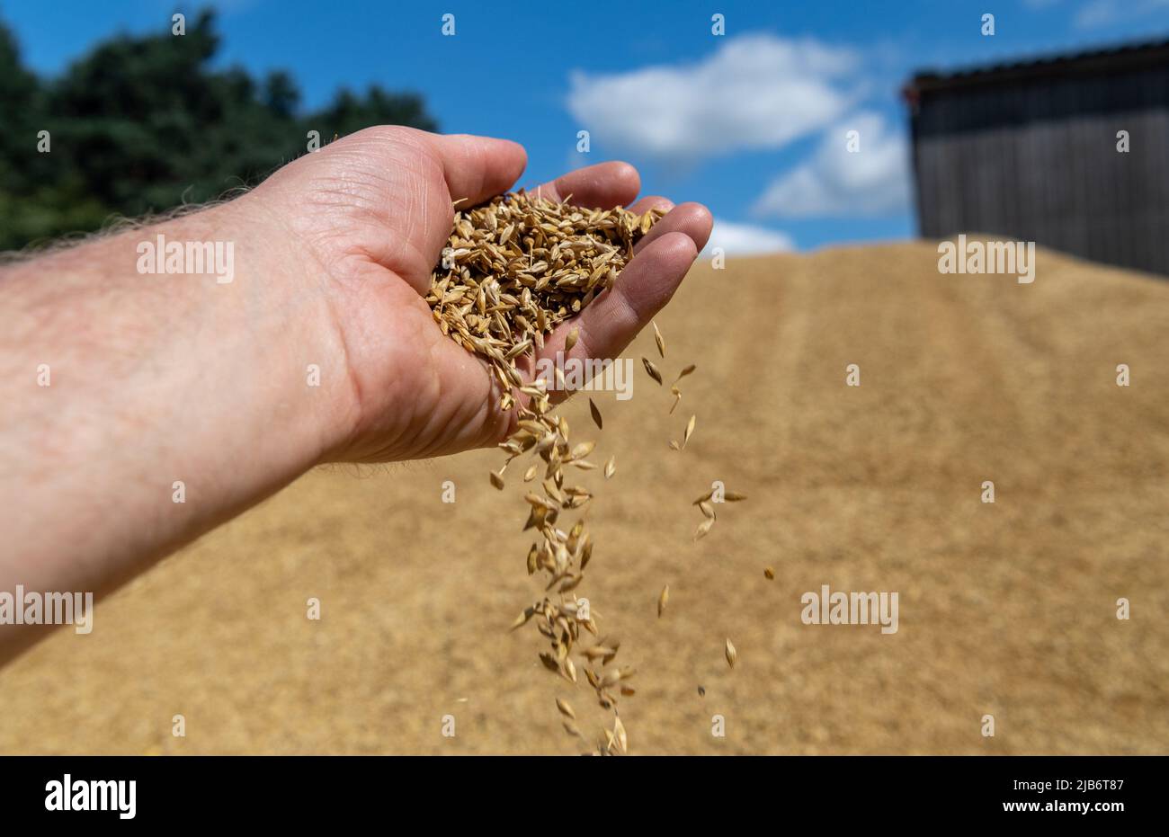 Hand holding freshly harvested grain Stock Photo - Alamy