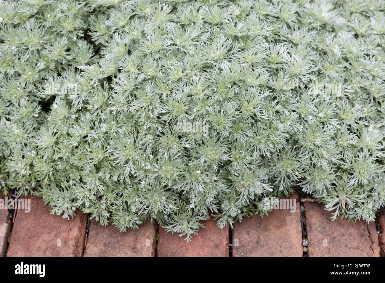 Silver mound hi-res stock photography and images - Alamy