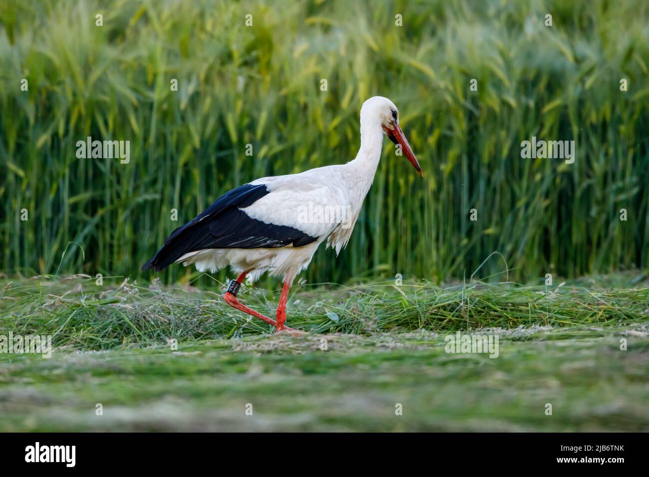 white stork in the grass Stock Photo - Alamy