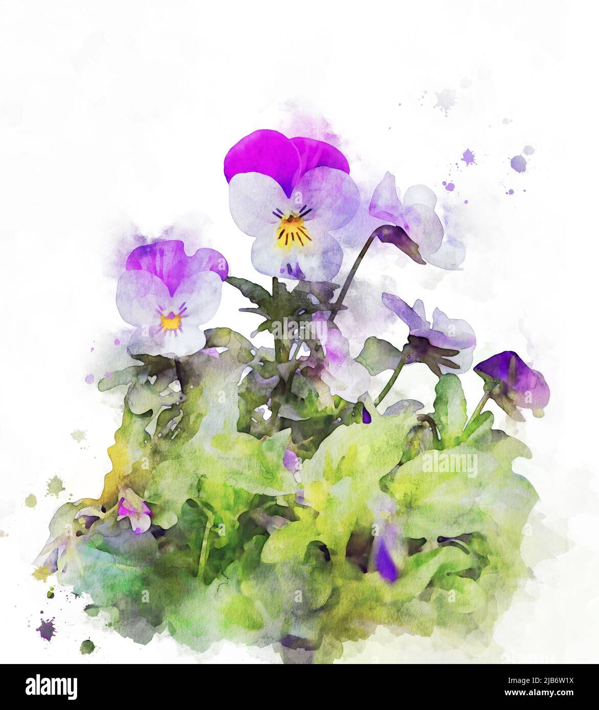 Watercolor pansy flower. Purple garden viola with leaves in blossom ...