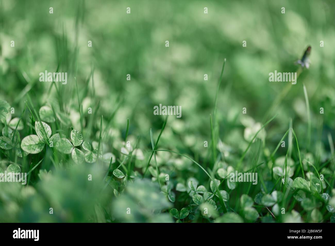 Young green leaves jib close-up, fresh lawn grass in summer on the ...