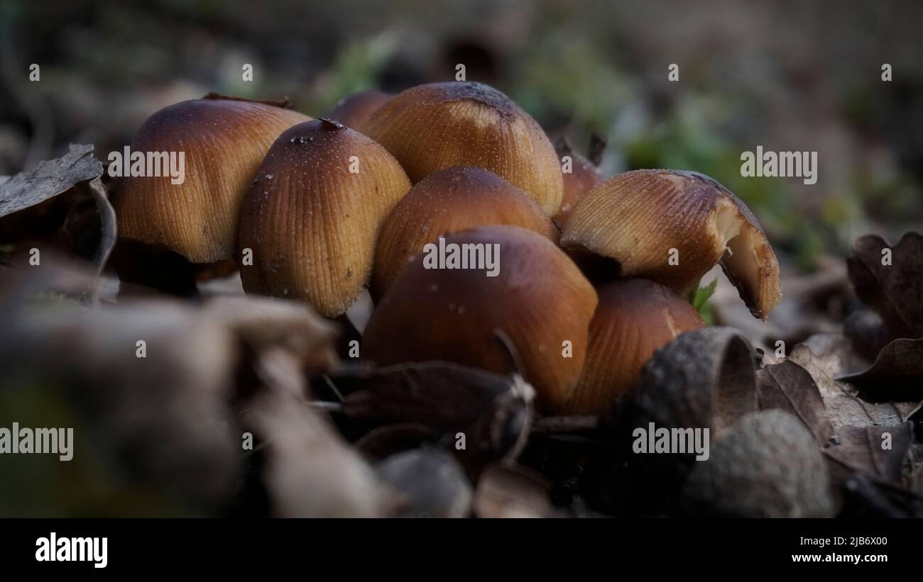 Brown fungus toadstools on forest floor close up Stock Photo - Alamy