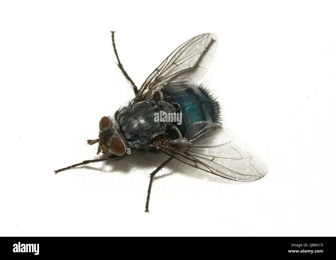 Insects back view Cut Out Stock Images & Pictures - Alamy