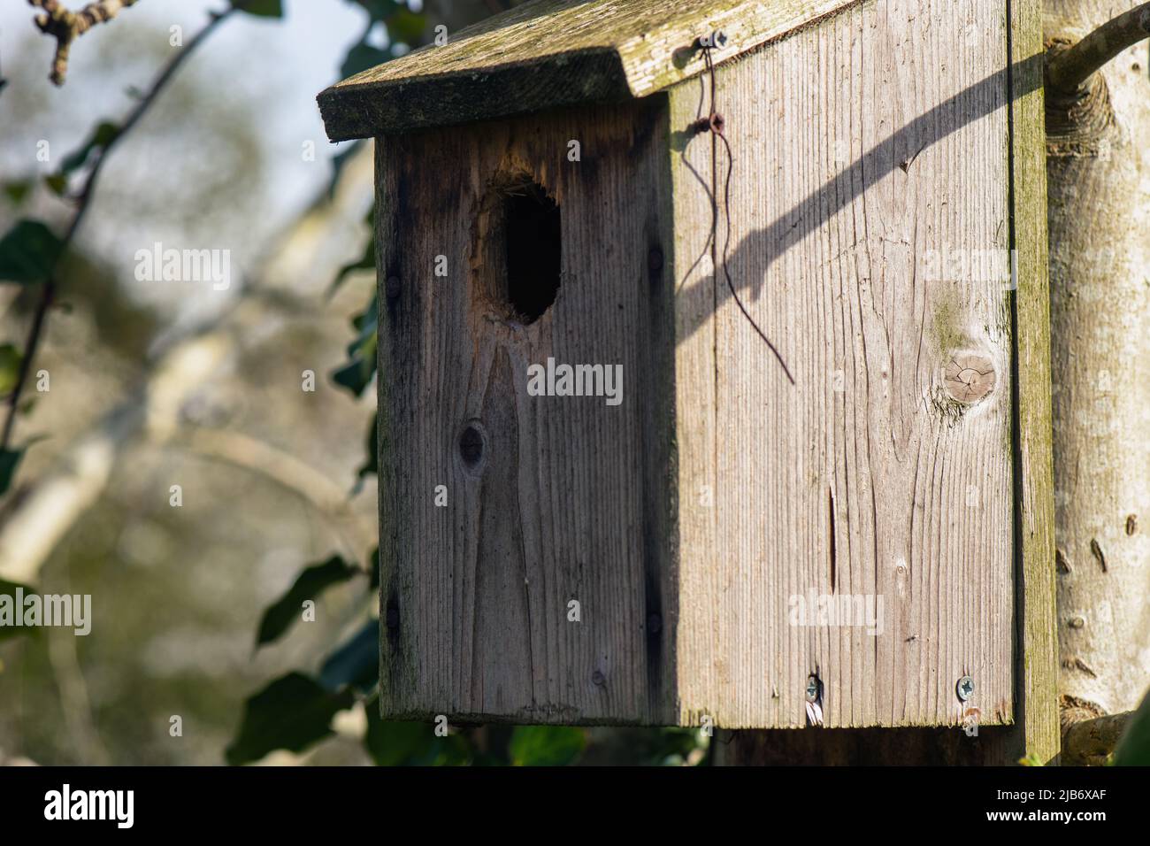 The entrance hole to a woodenb birdbox o na tree Stock Photo - Alamy