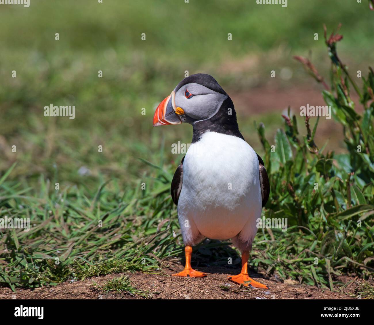 Families of Puffins make their burrows on the island of Lunga which is ...