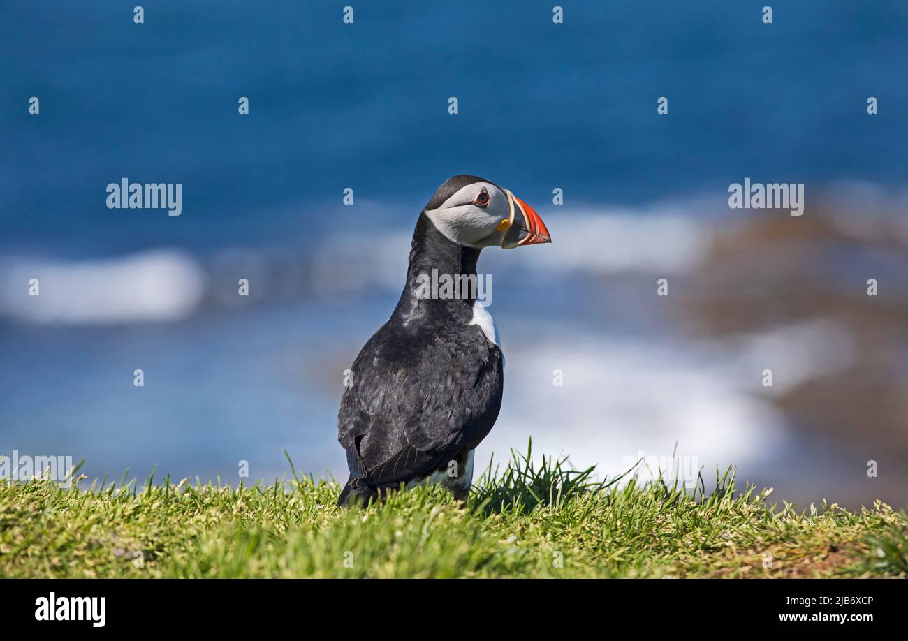 Families of Puffins make their burrows on the island of Lunga which is ...