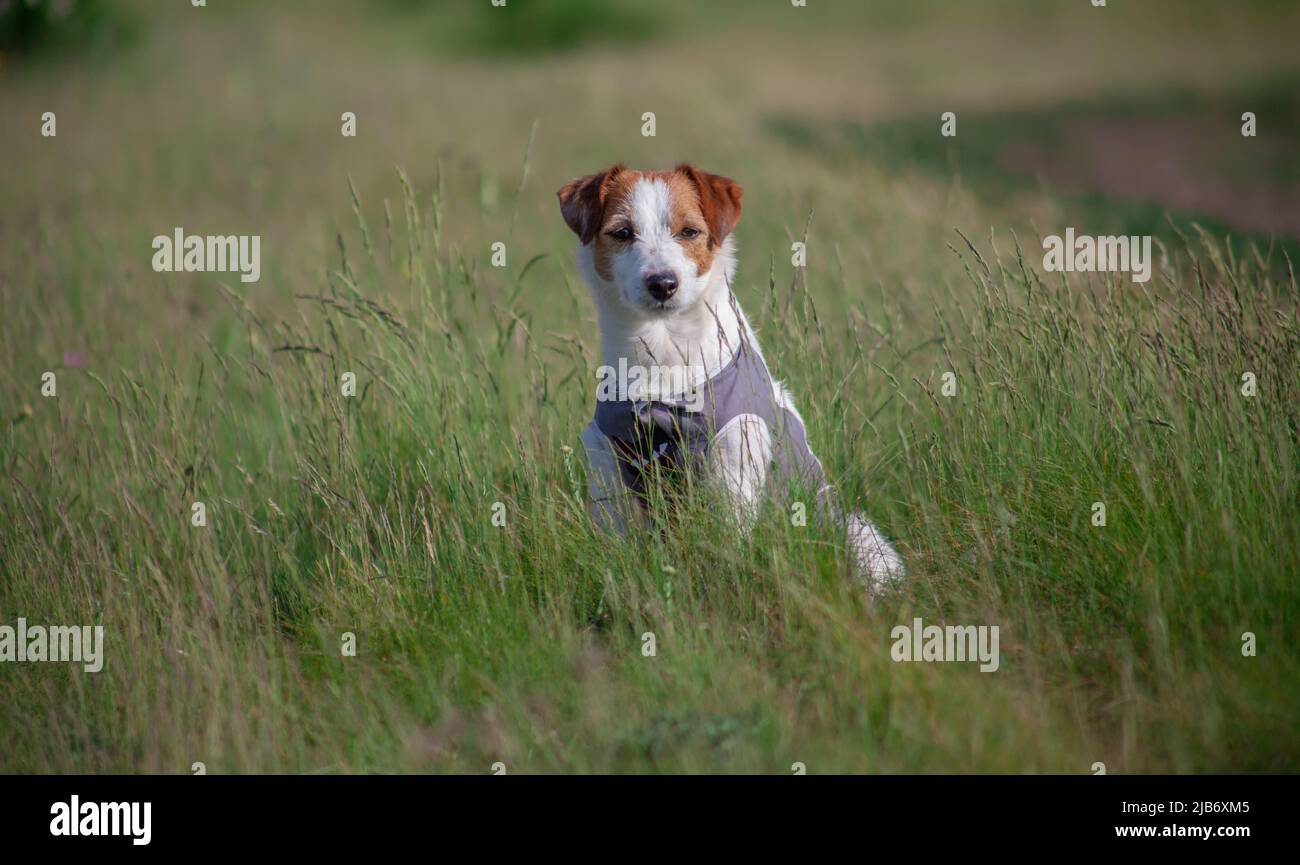 Jack russell terrier hi-res stock photography and images - Alamy