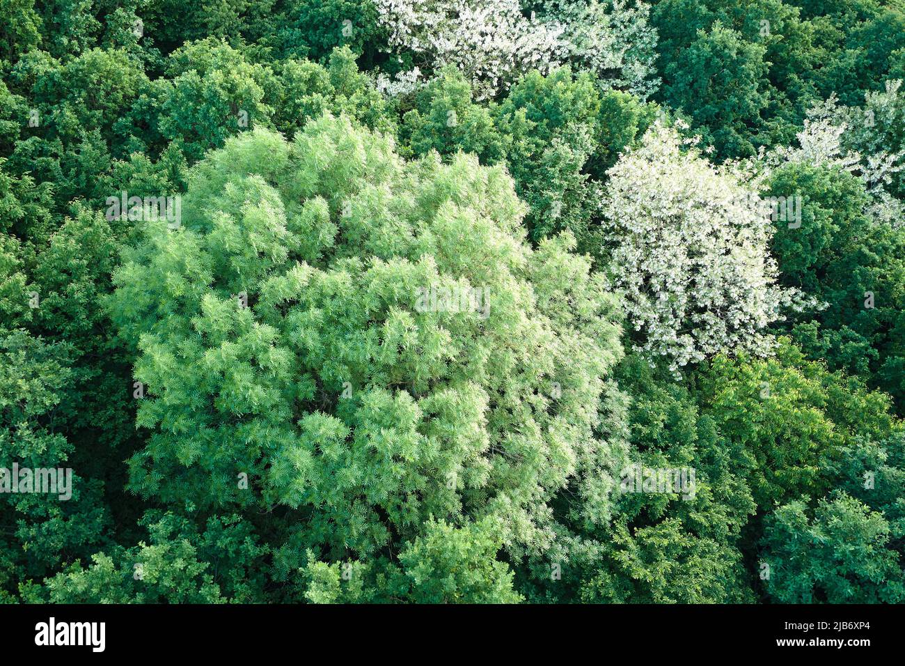 Aerial view of dark lush forest with blooming green trees canopies in ...