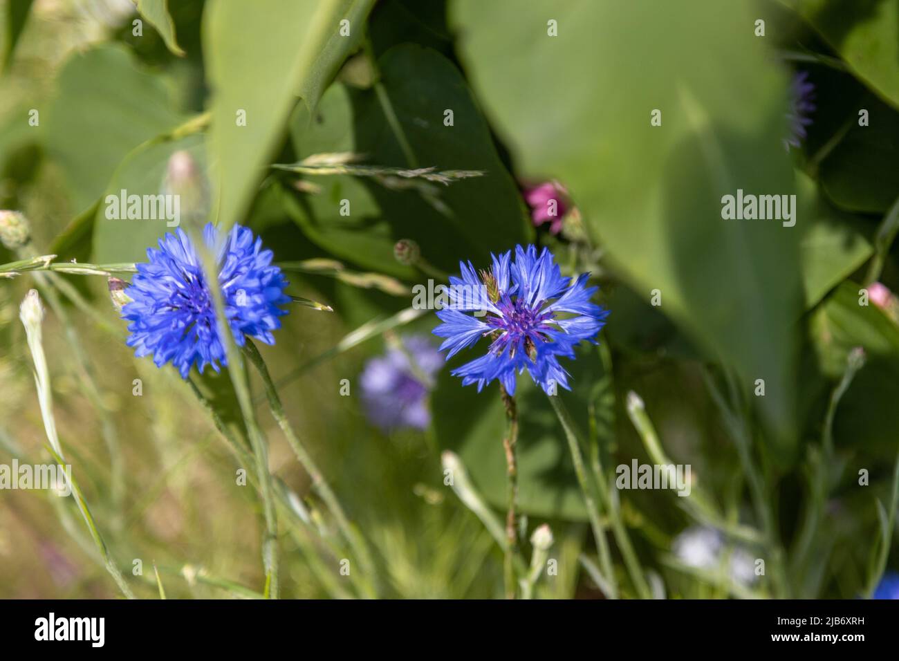 Wildflowers wildflower cornflower meadow hi-res stock photography and ...