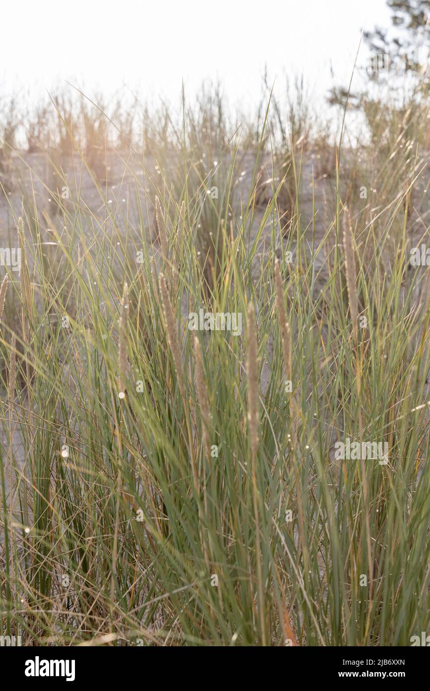 Dune grass as protection for the dune and also habitat for animals and ...