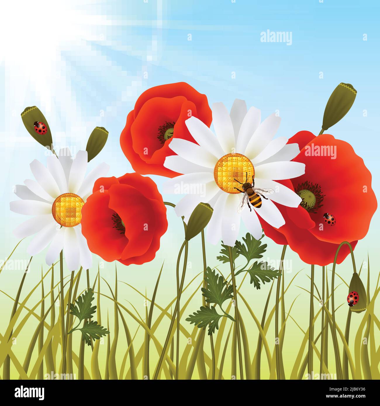 Red romantic poppy flowers white daisies and grass with ladybugs ...