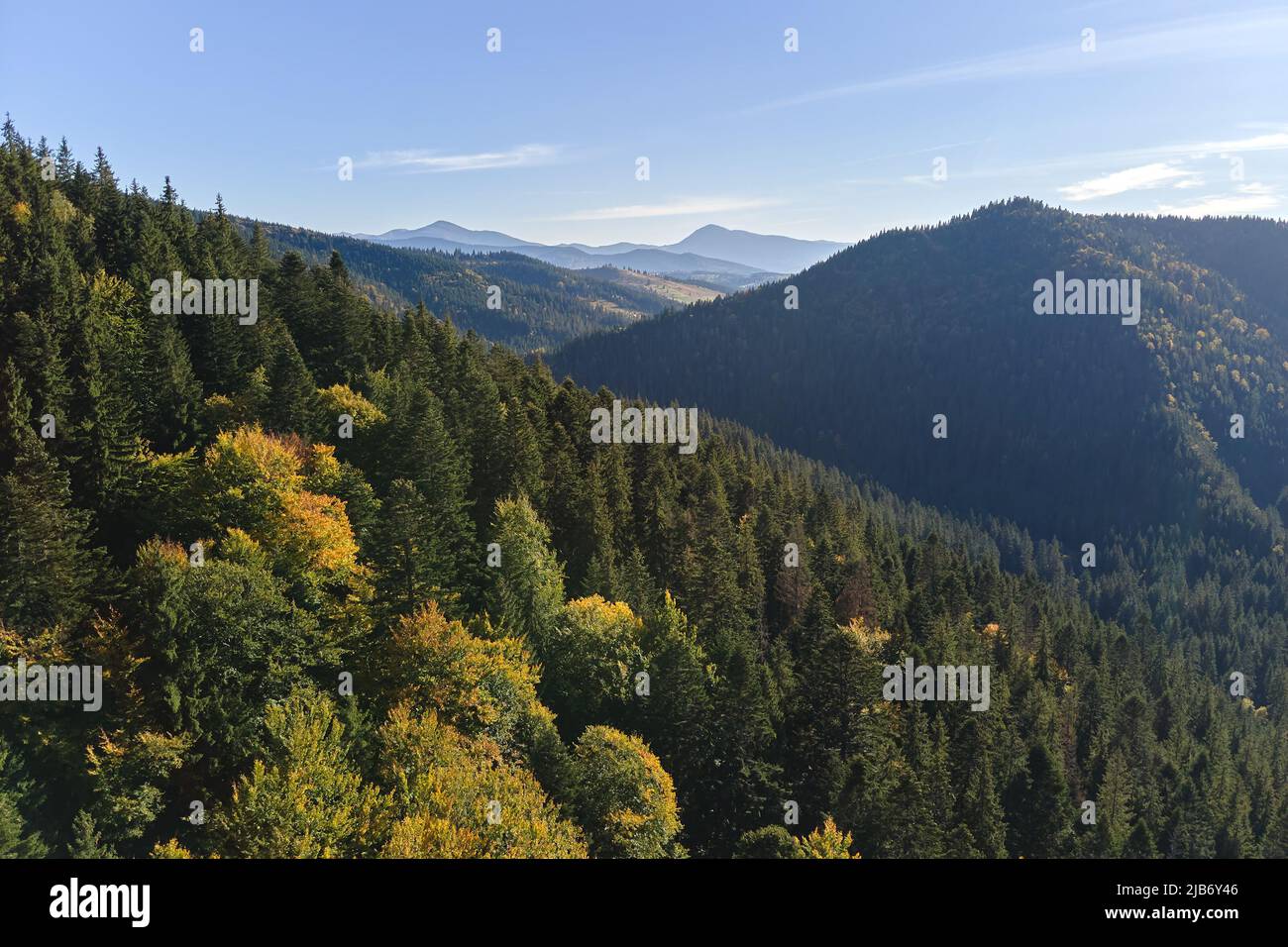 Aerial view of hillside with dark spruce forest trees at fall bright ...