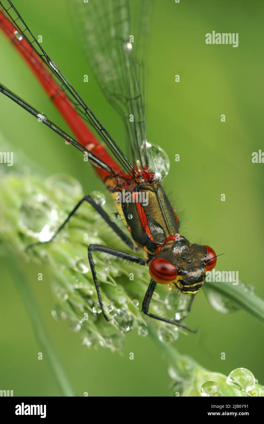 Vertical closeup on a colorful Large red damselfly, Phyrrosoma nymphula ...