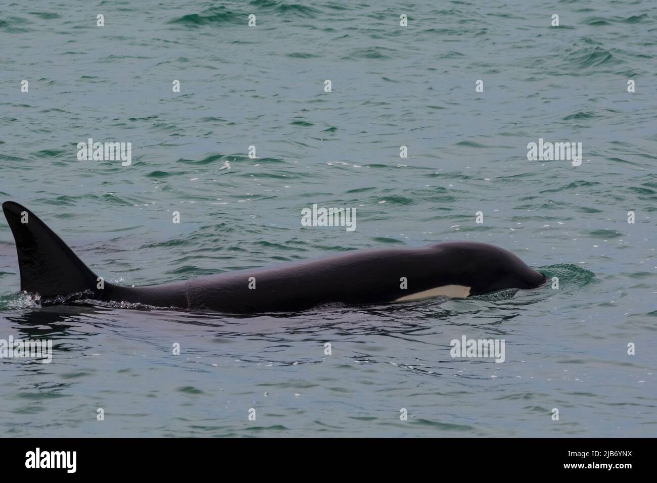 Killer whale hunting sea lions, Peninsula Valdes, Unesco World Heritage ...