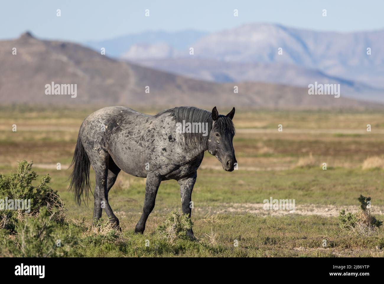 Widl horse hi-res stock photography and images - Alamy