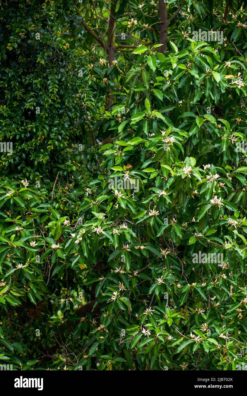 A blooming and lush magnolia tree Stock Photo - Alamy