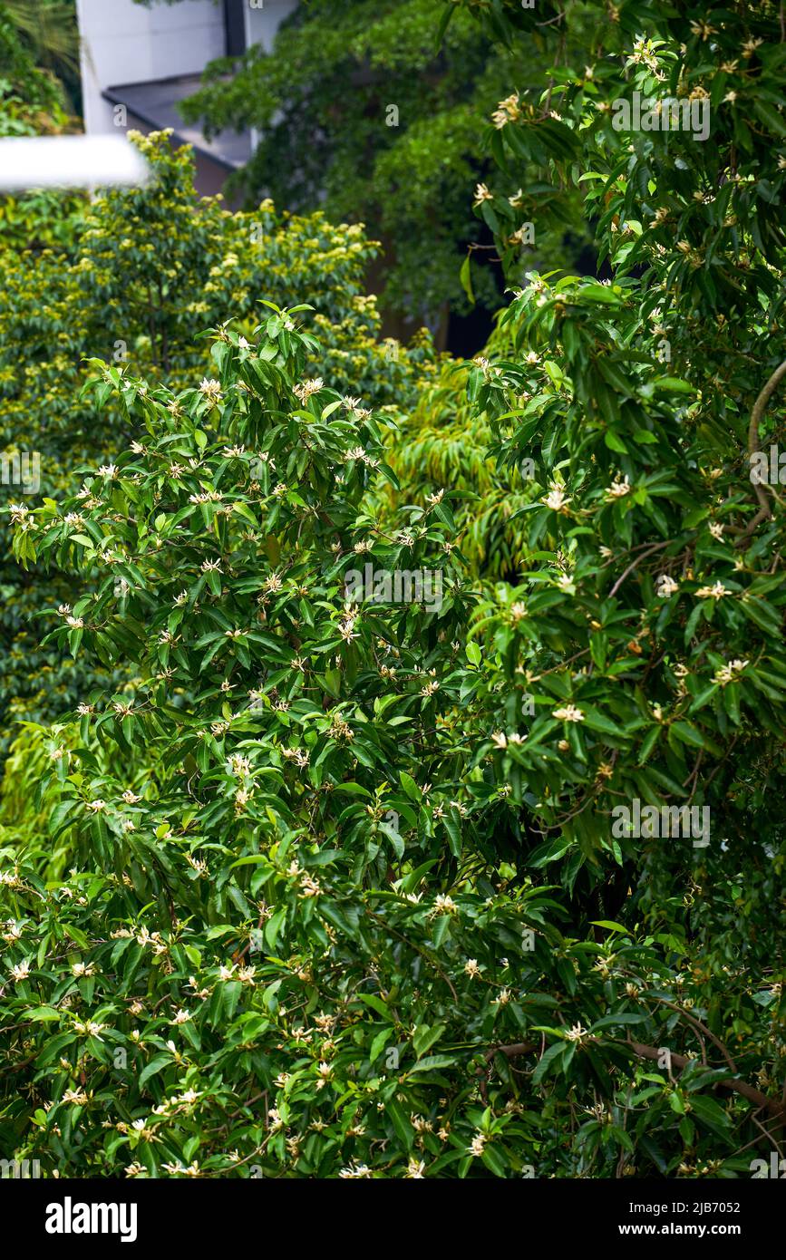 A blooming and lush magnolia tree Stock Photo - Alamy