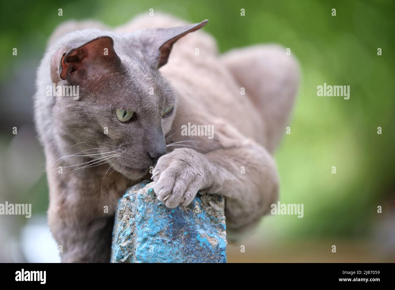Big gray angry looking Sphinx breed stray cat resting on steet outdoors ...