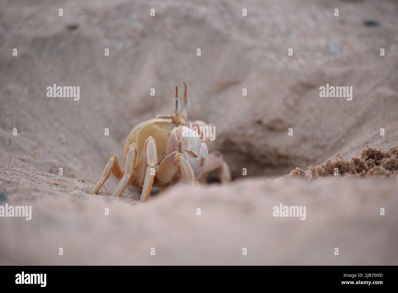Close up of wild crab hiding in sand hole on sea beach Stock Photo - Alamy