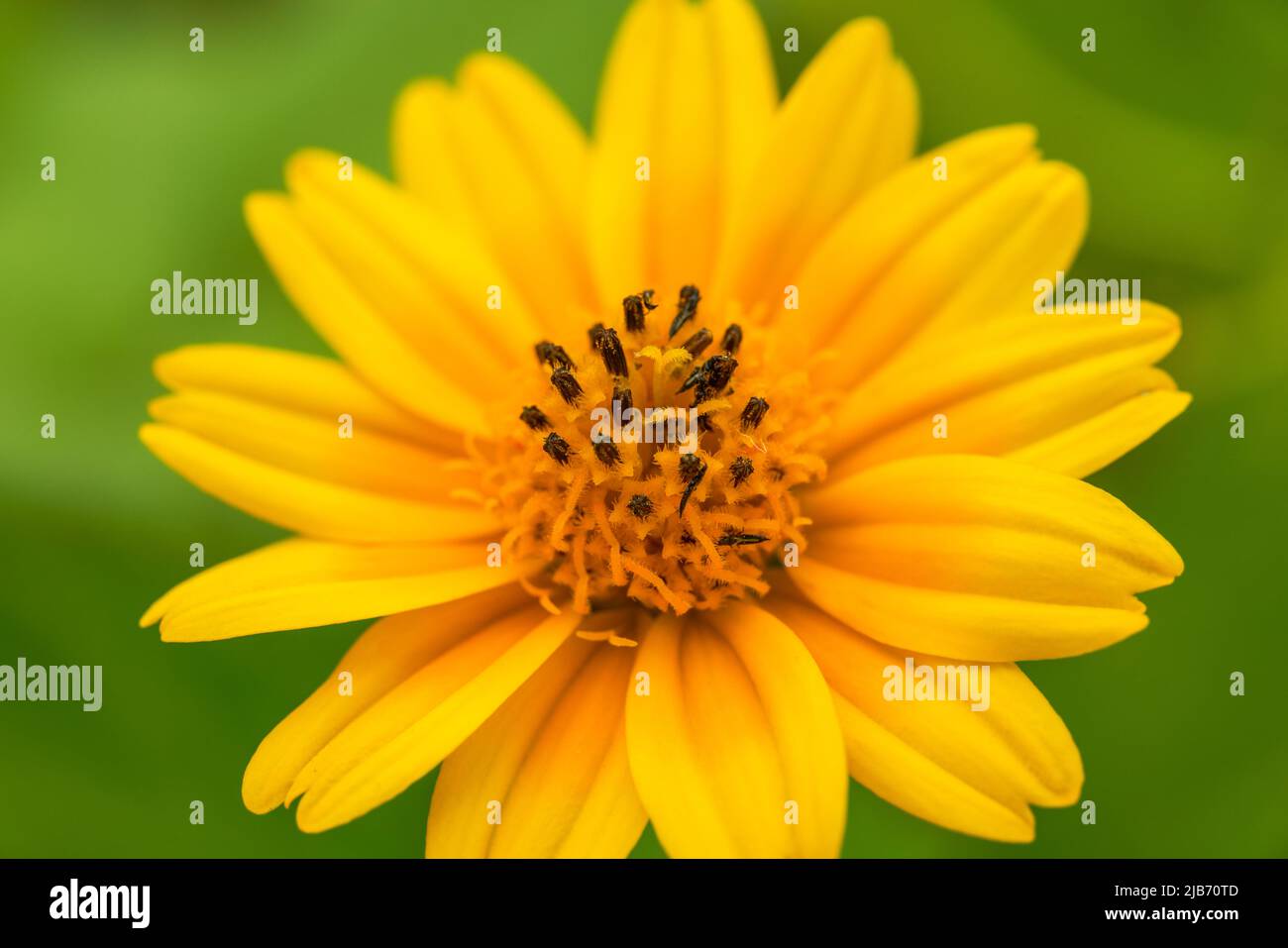 Beautiful closeup ping pong hi-res stock photography and images - Alamy