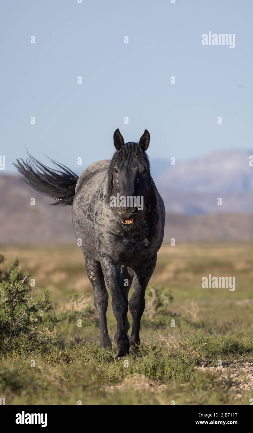 Widl horse hi-res stock photography and images - Alamy