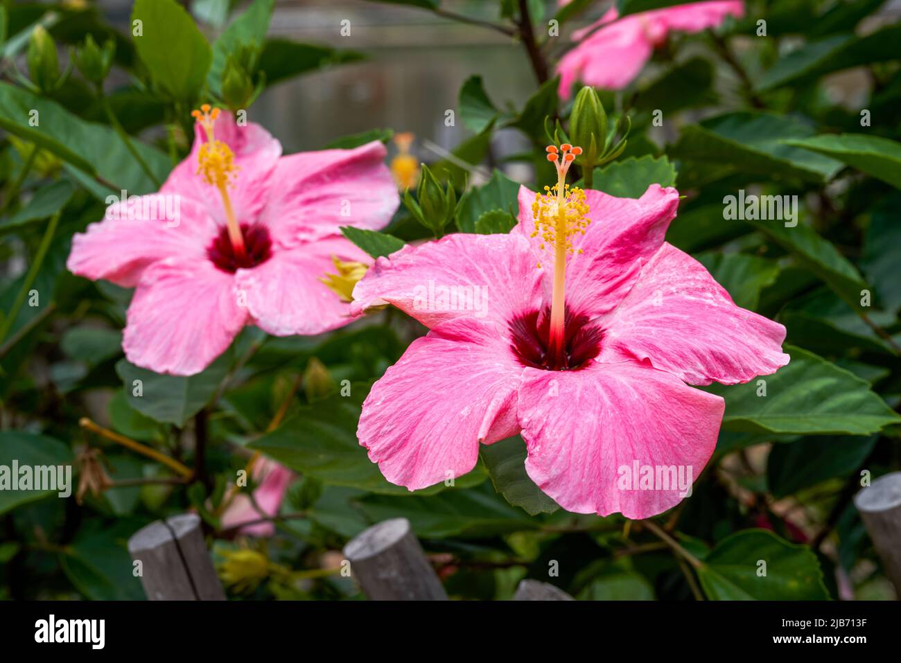 Close-up of a beautiful blooming pink China rose flower Stock Photo - Alamy