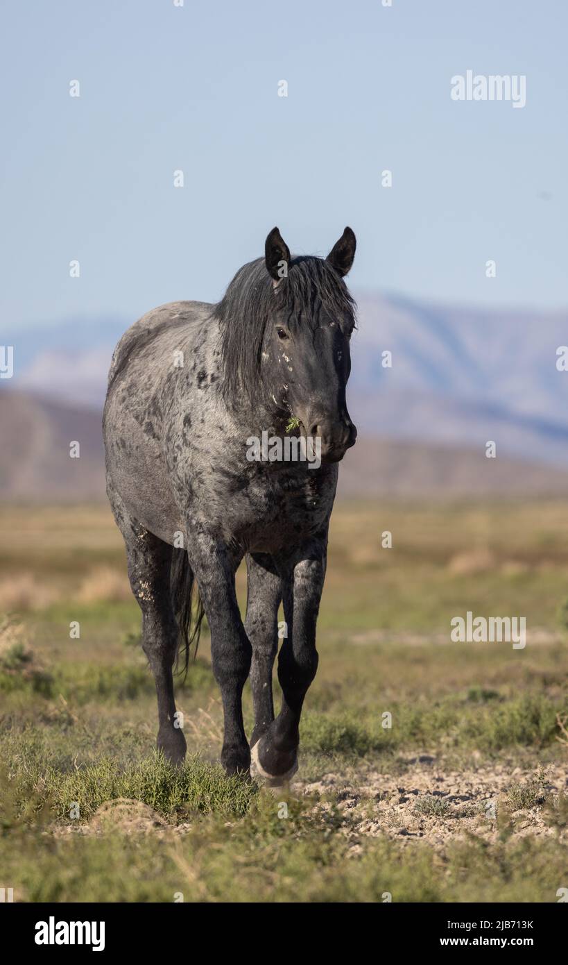 Widl horse hi-res stock photography and images - Alamy