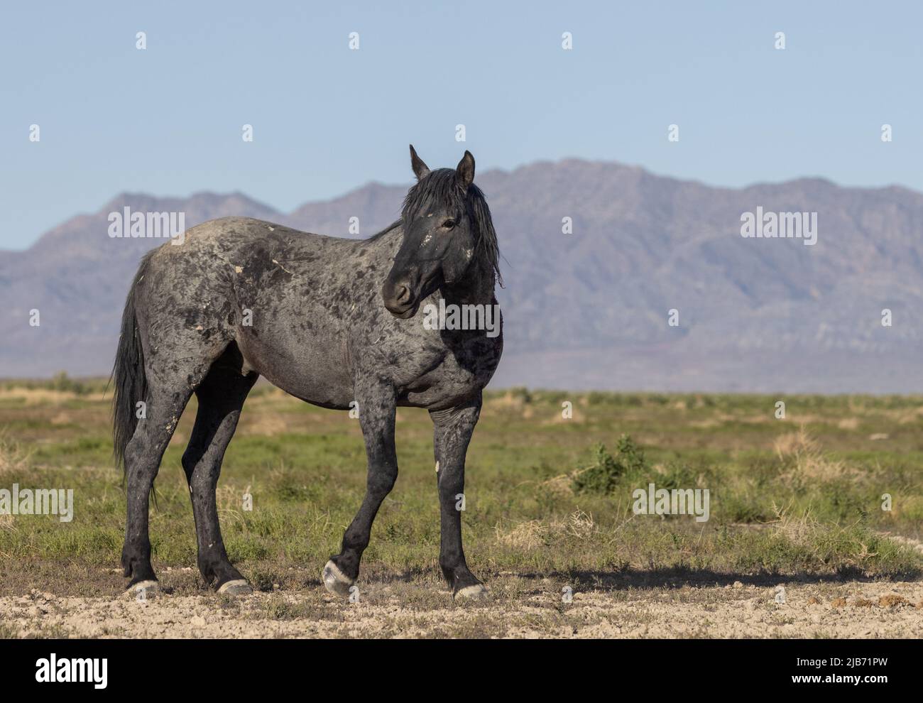 Widl horse hi-res stock photography and images - Alamy