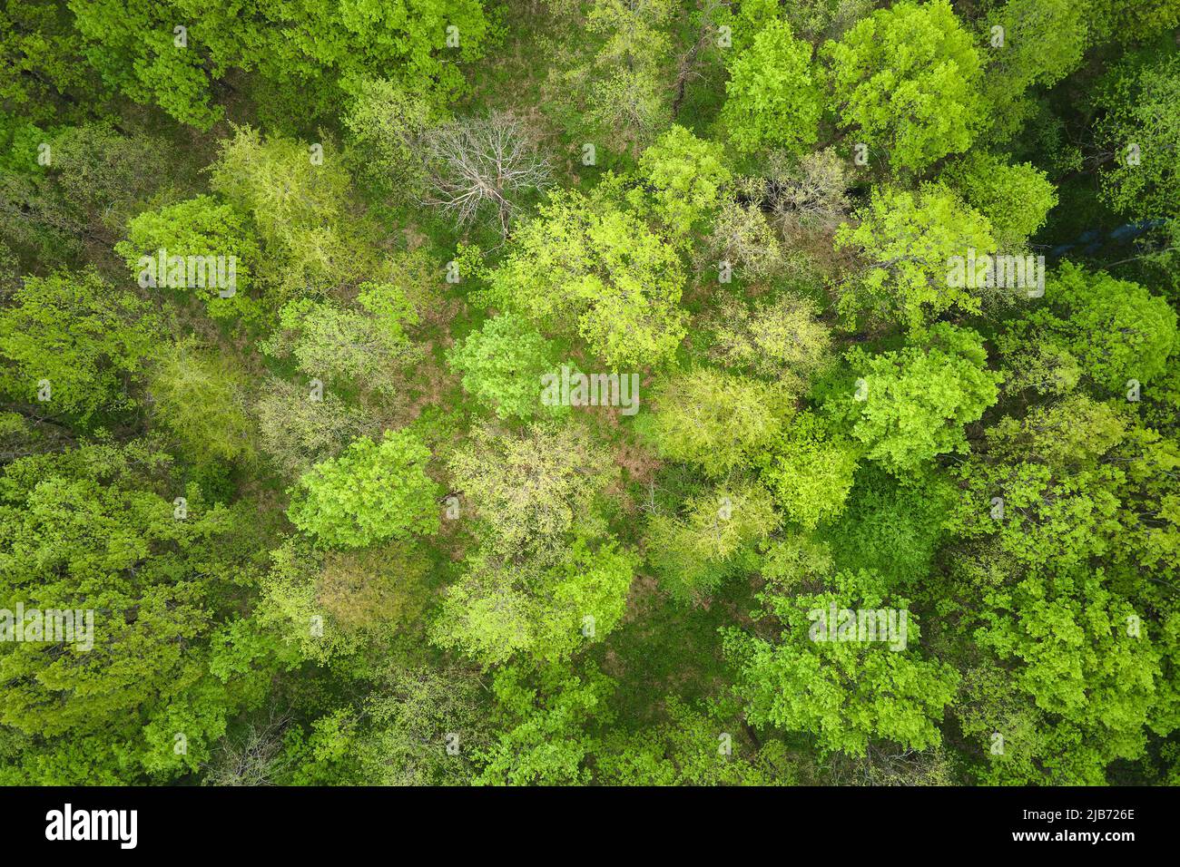 Top down flat aerial view of dark lush forest with green trees canopies ...