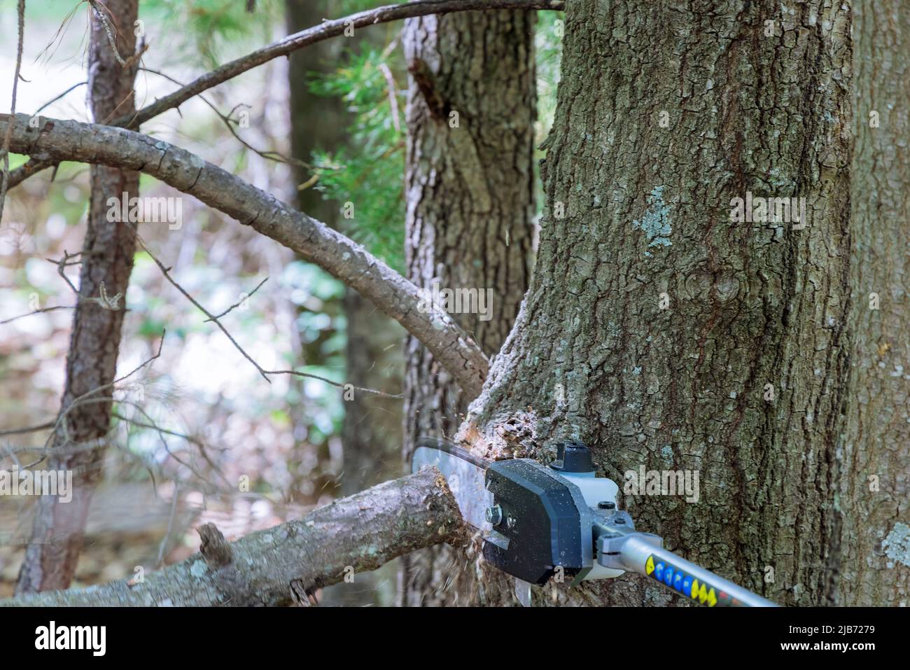 Tree branch cutter hi-res stock photography and images - Alamy