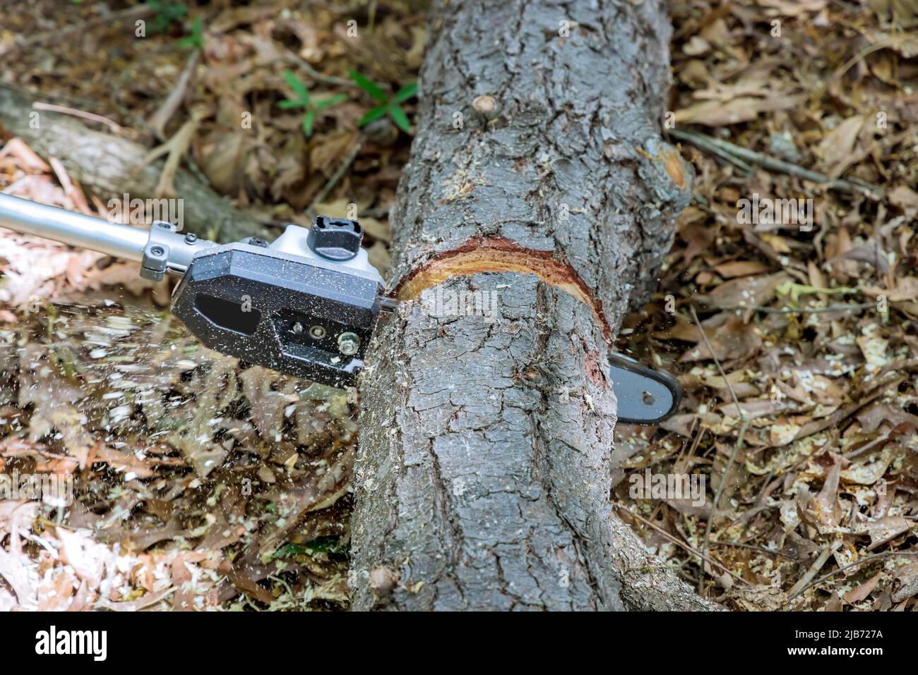 Lumberjack sawing a chainsaw the tree Stock Photo - Alamy