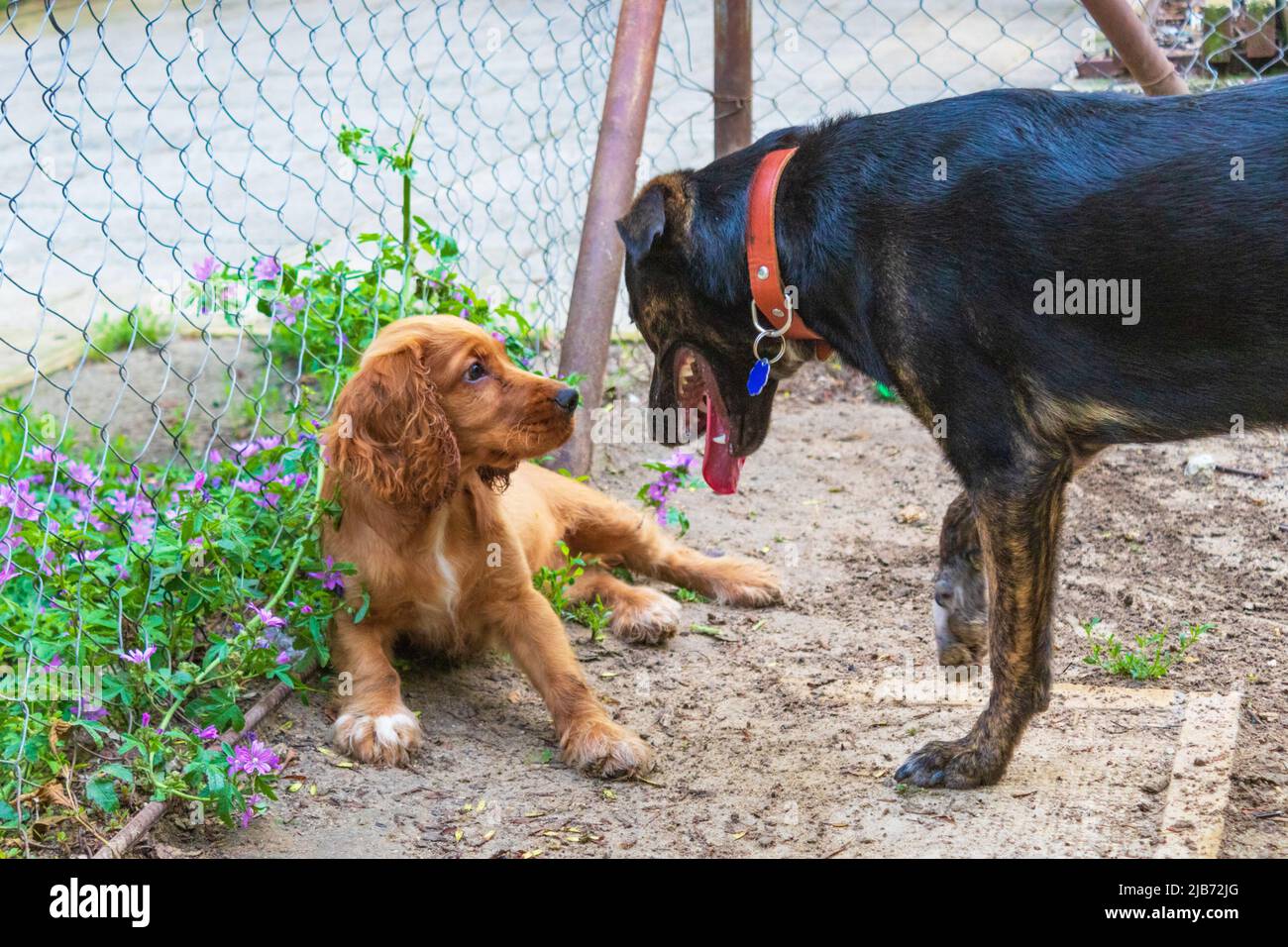 Old dogs and three months old puppy dog-cocker spaniel playing in a ...