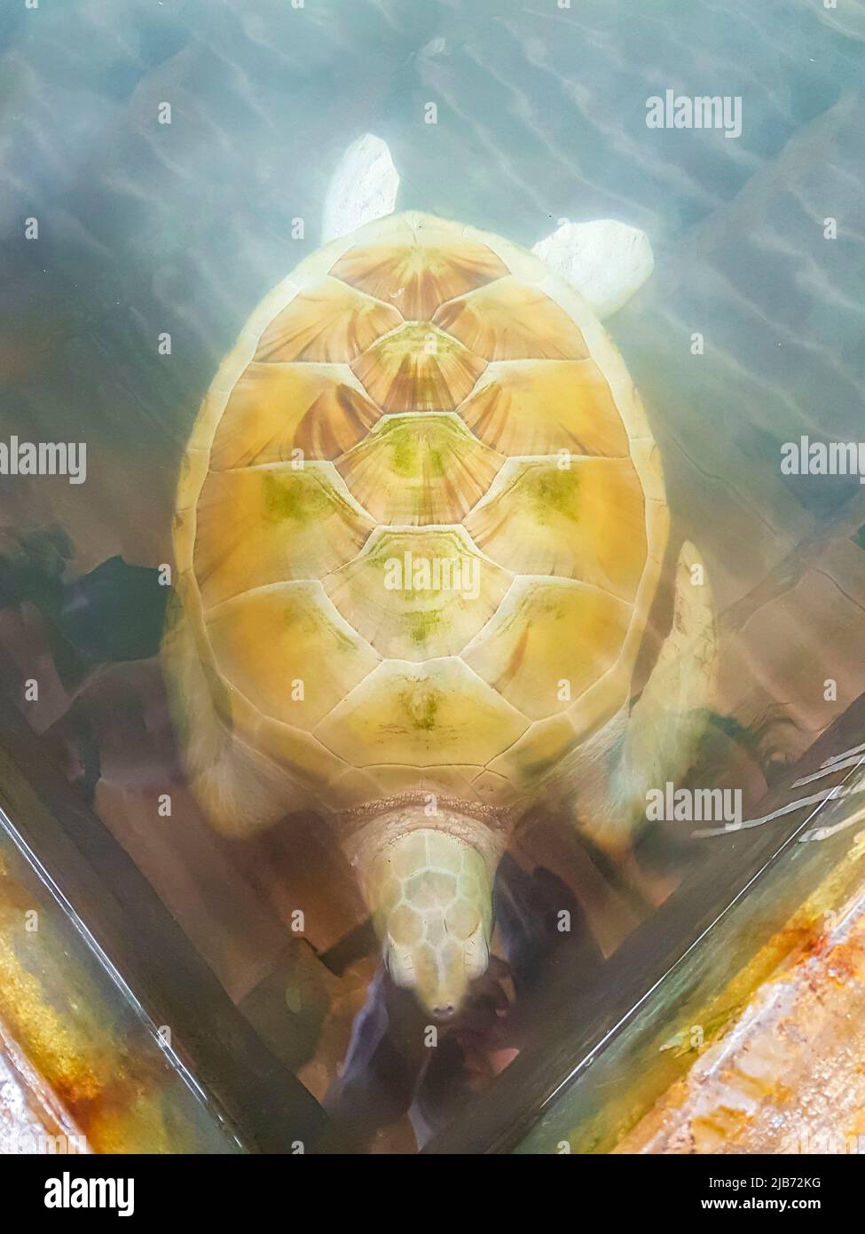 White albino sea turtle hawksbill sea turtle loggerhead sea turtle ...