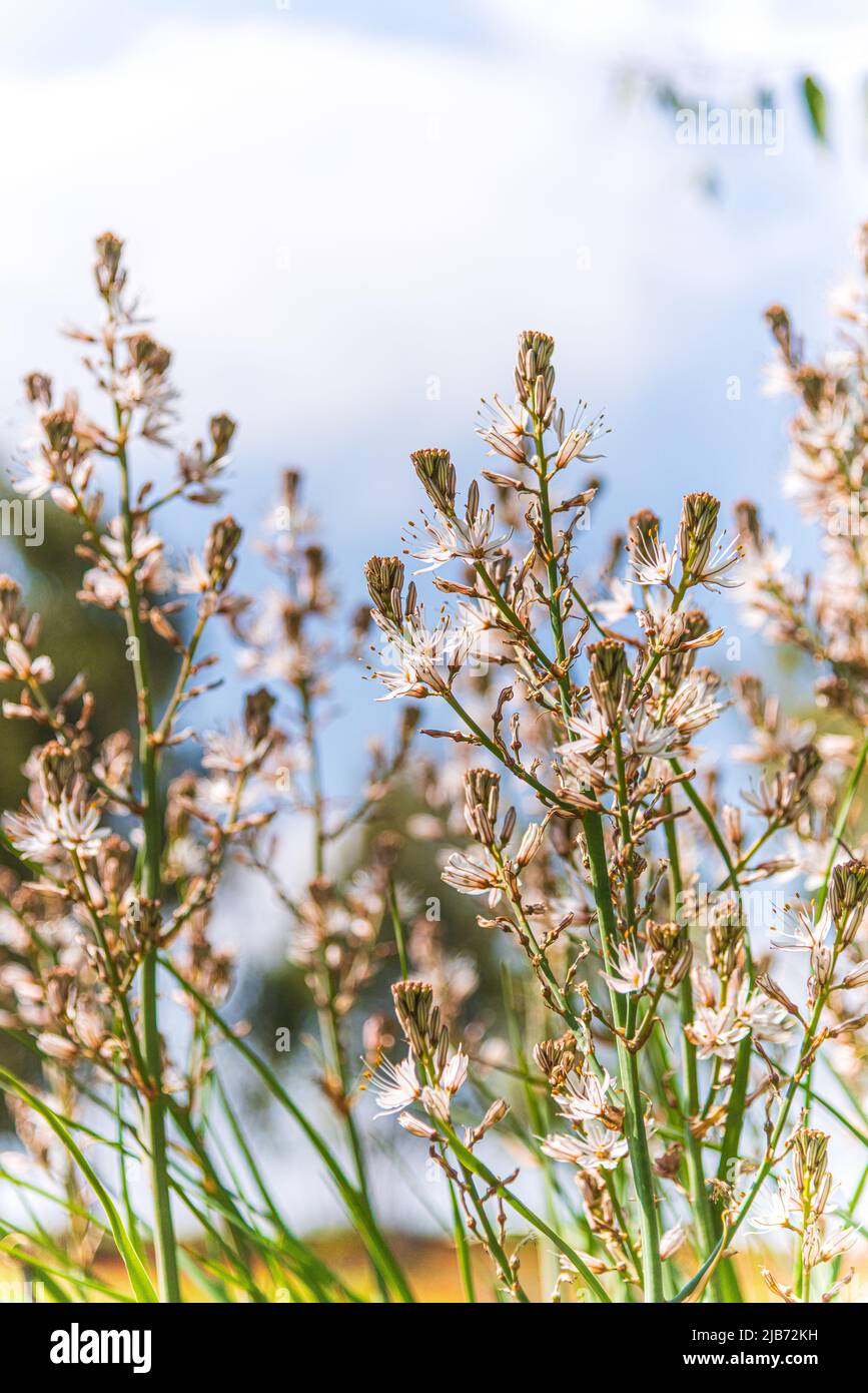 Asphodelus albus, commonly known as white-flowered asphodel, is an ...