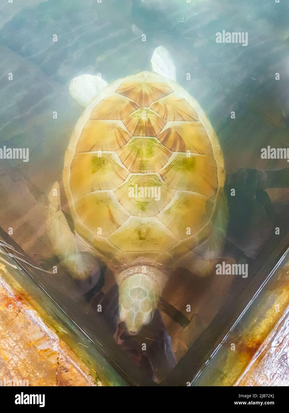 White albino sea turtle hawksbill sea turtle loggerhead sea turtle ...