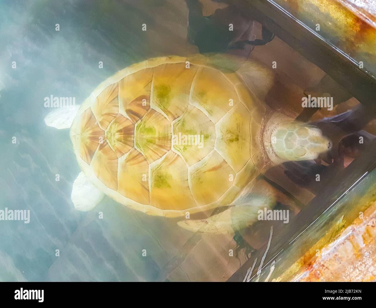 White albino sea turtle hawksbill sea turtle loggerhead sea turtle ...