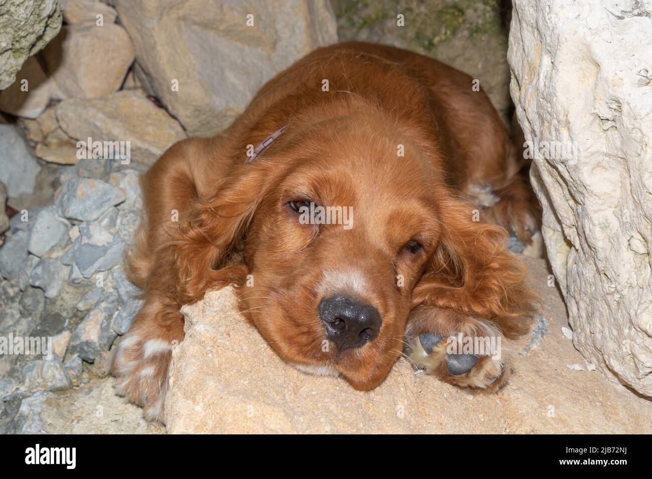 Cute four month old male English puppy cocker spaniel relaxing between ...