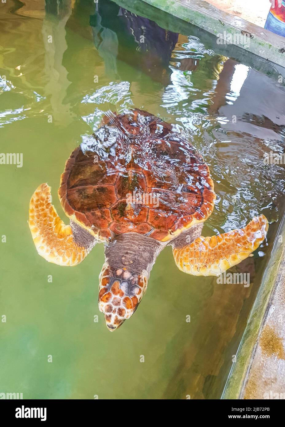 Green sea turtle hawksbill sea turtle loggerhead sea turtle swims in ...