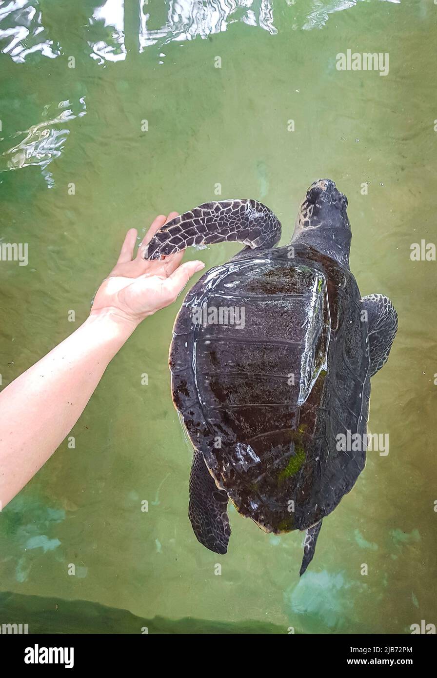 Green sea turtle hawksbill sea turtle loggerhead sea turtle swims in ...